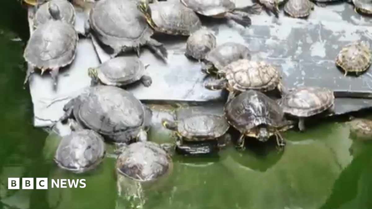 Spain: Campaign to save Madrid station terrapins - BBC News