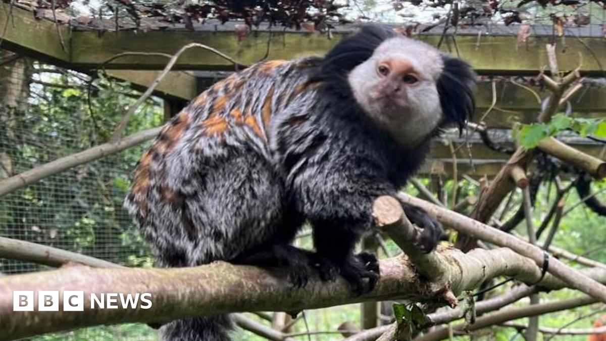 Wolverhampton monkey injured in 'inappropriate conditions' - BBC News