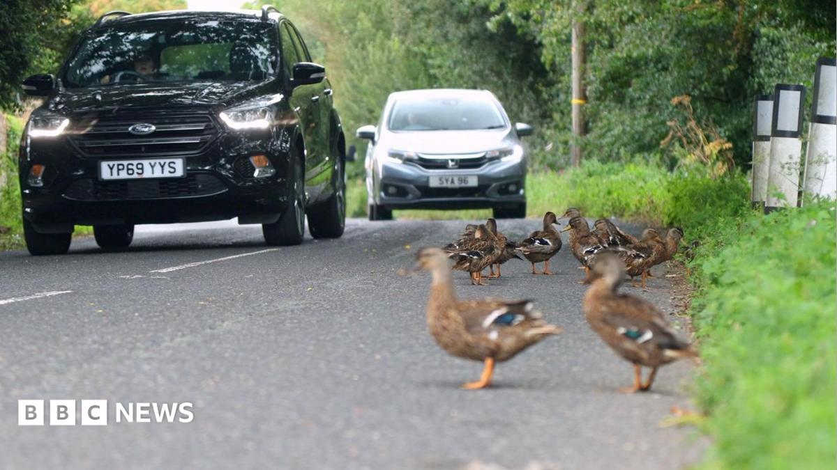 Ducks cause traffic chaos in village - Marden residents - BBC News