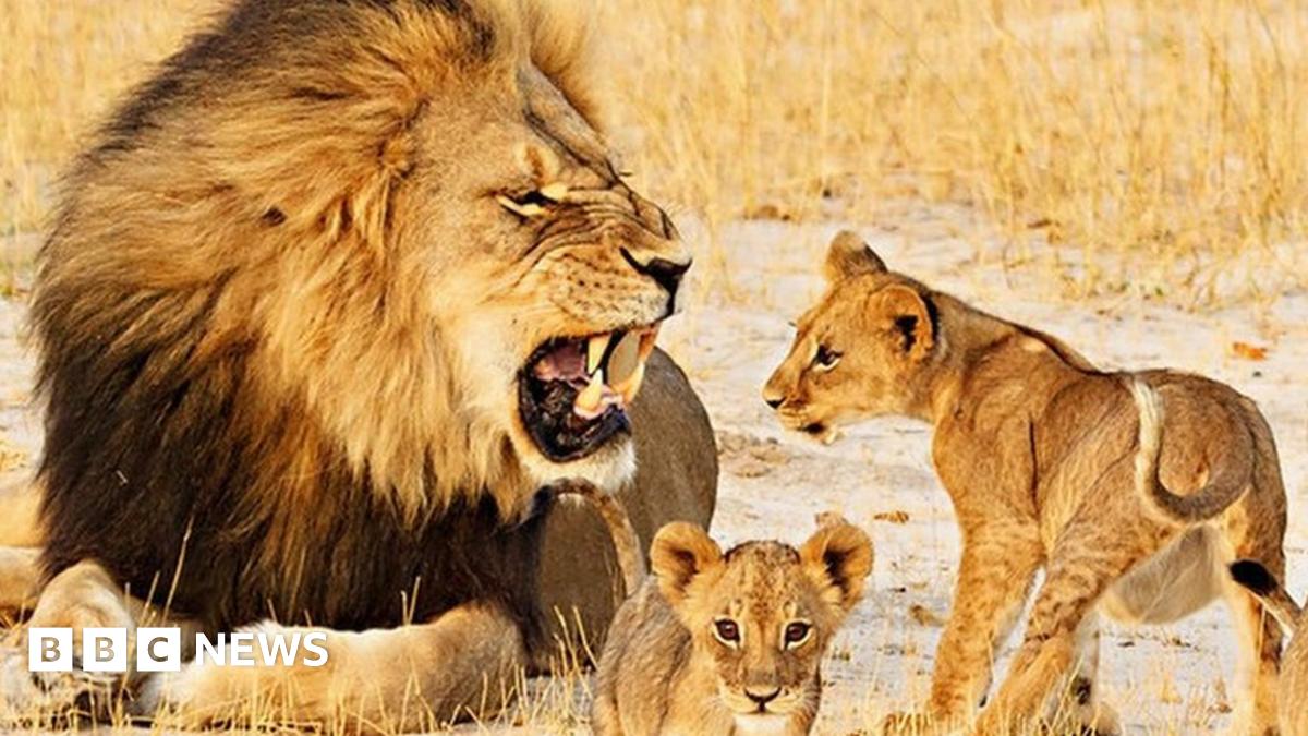 In pictures: Zimbabwe's Cecil the lion - BBC News
