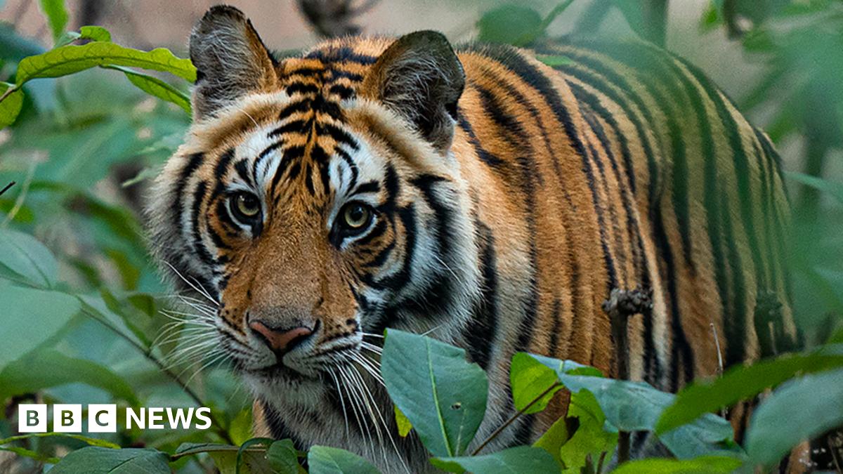 In pictures: International Tiger Day 2021 - BBC News