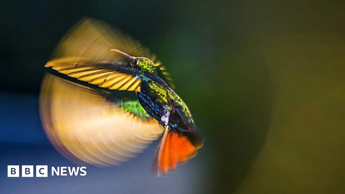 Butterflies, birds and zebras: The magic of animal motion - BBC News
