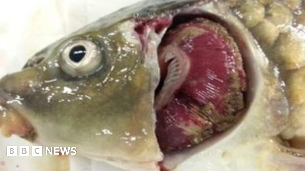 Deadly carp disease Koi herpesvirus closes fisheries - BBC News