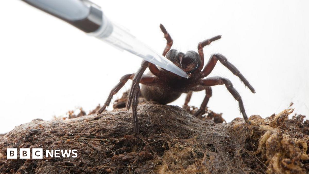 spider venom under microscope