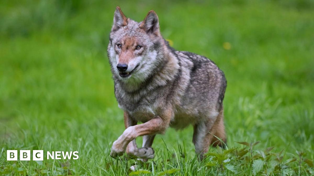 Wolves back in Belgium after 100 years, sparking controversy - BBC News