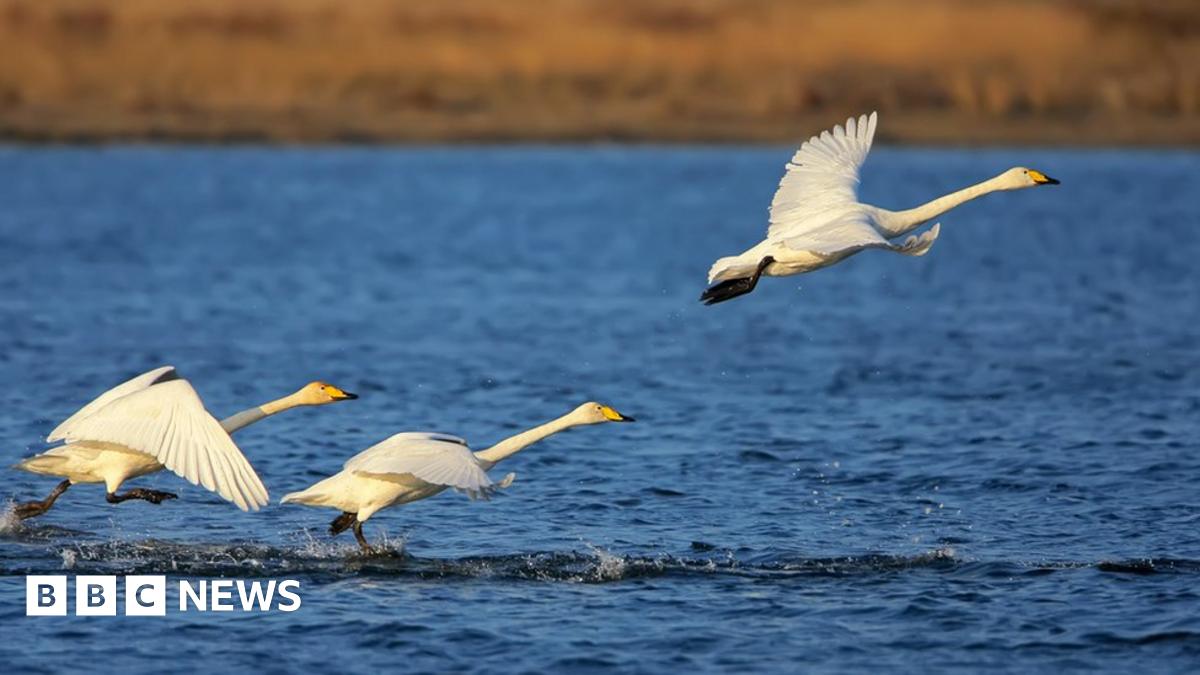 'Swan walk' near route of new A6 road at Toombridge - BBC News