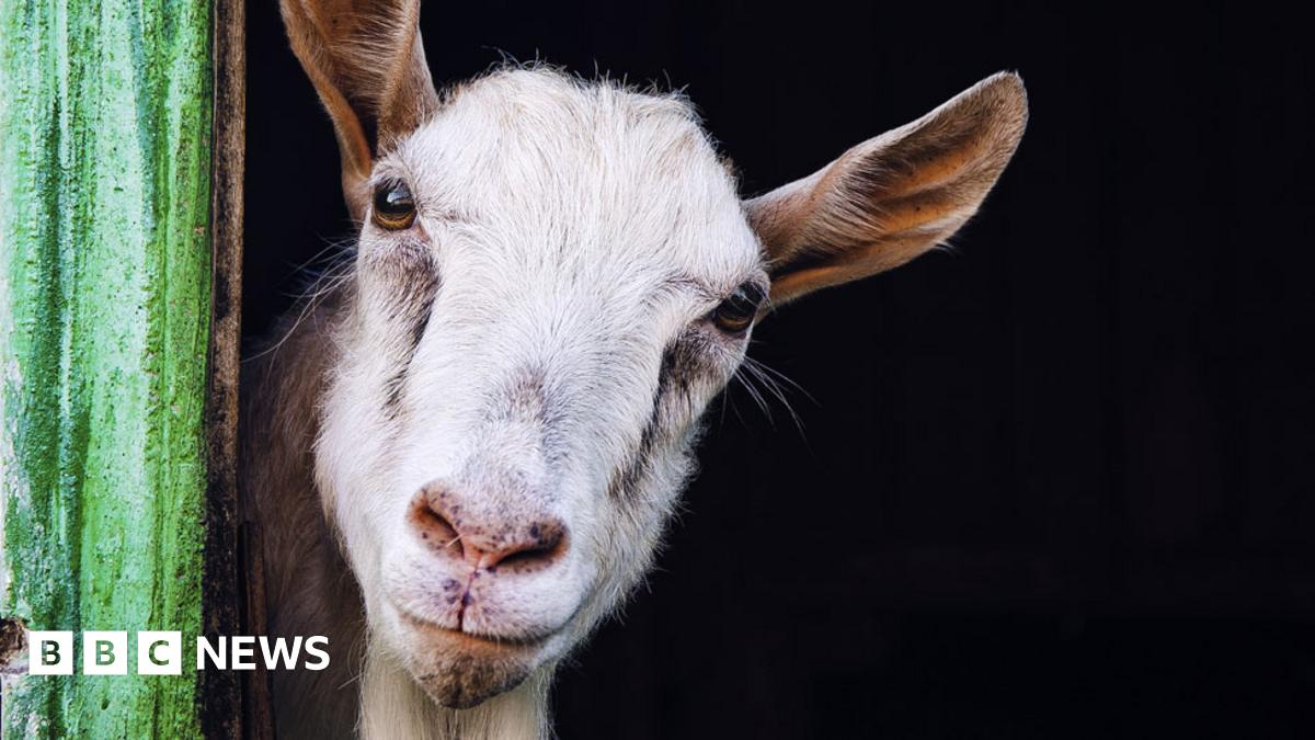 The Vocabularist: 'Tragedy' originally meant 'goat-song' - BBC News