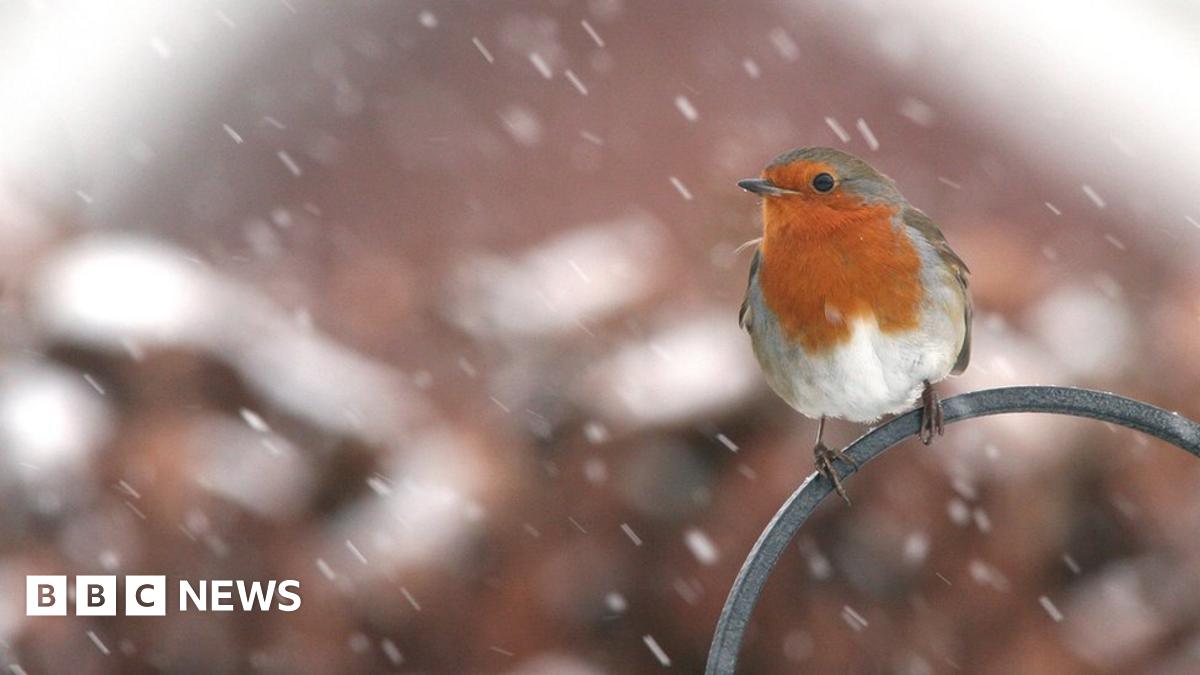 How to take the perfect snow snap - BBC News