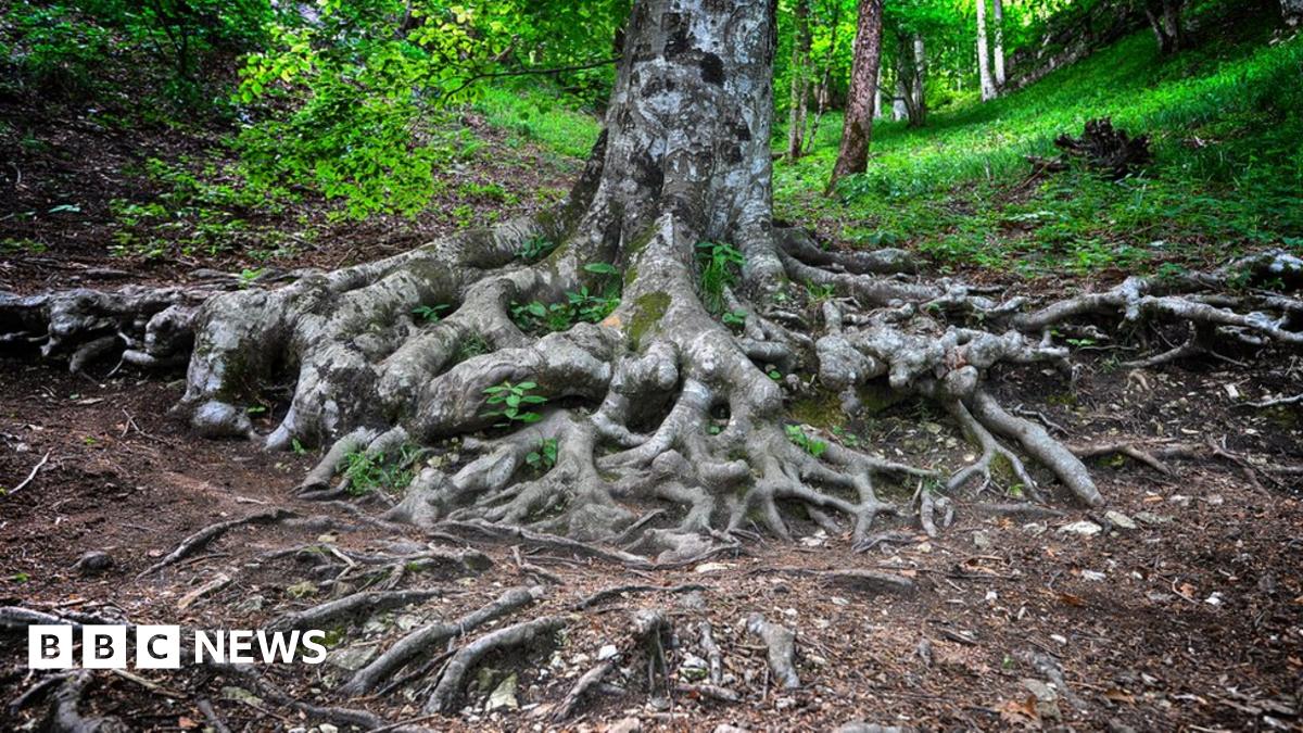 Wood wide web: Trees' social networks are mapped - BBC News