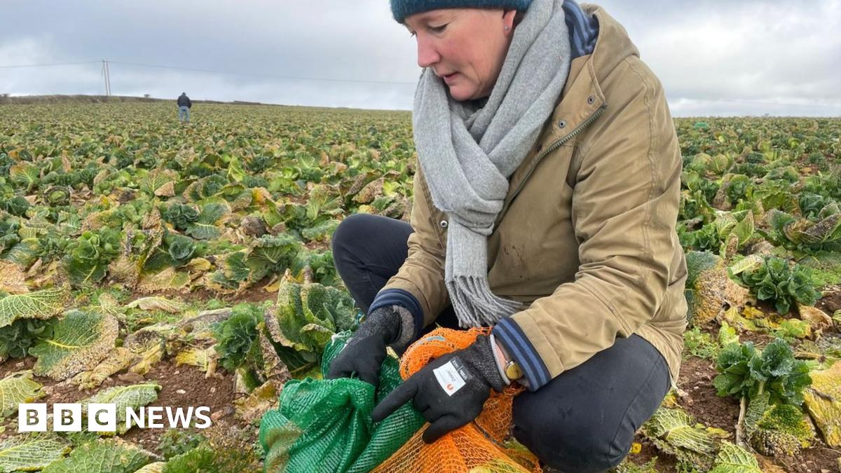 Cornwall farmers urged to open fields to 'gleaners' as demand grows - BBC News