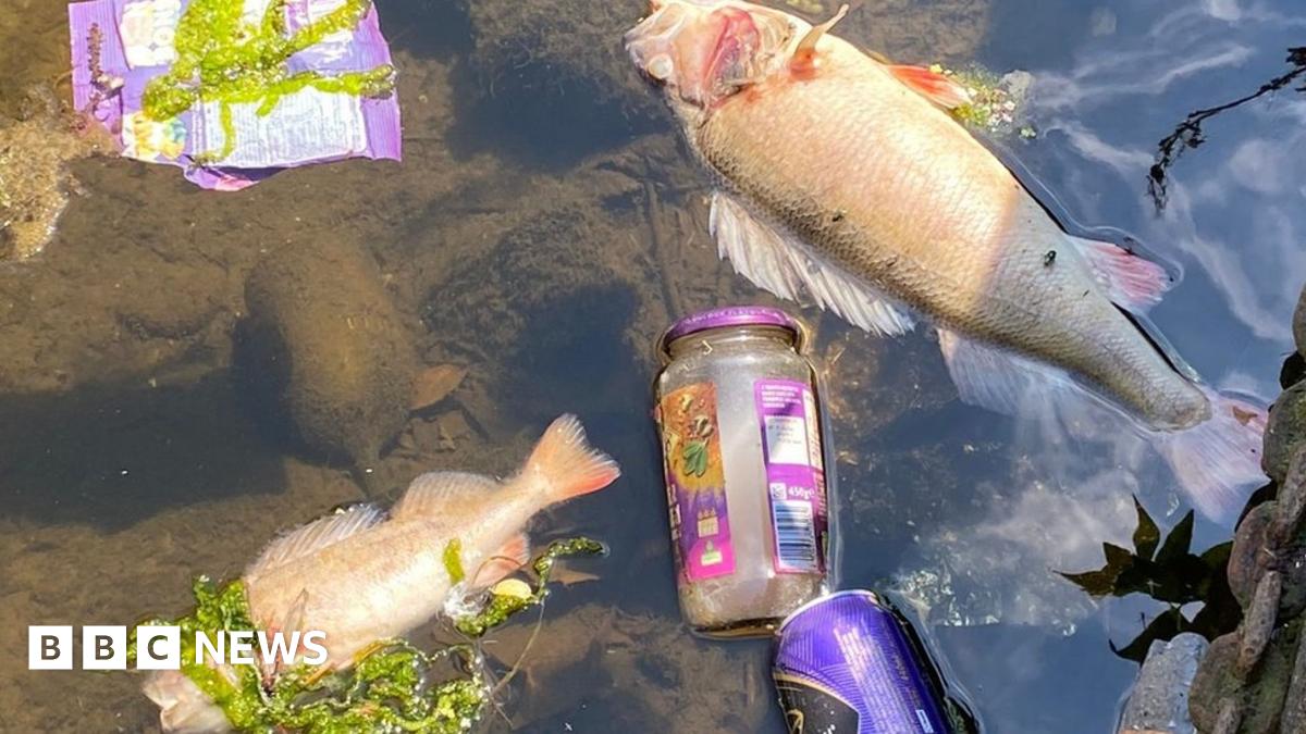 Thousands of fish suffocate in Leicester city centre river - BBC News