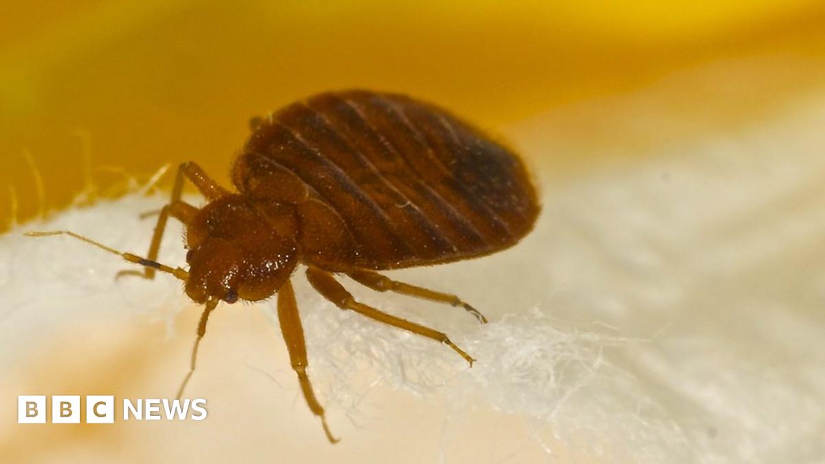 How to get rid of bedbugs and are they in the UK? - BBC News