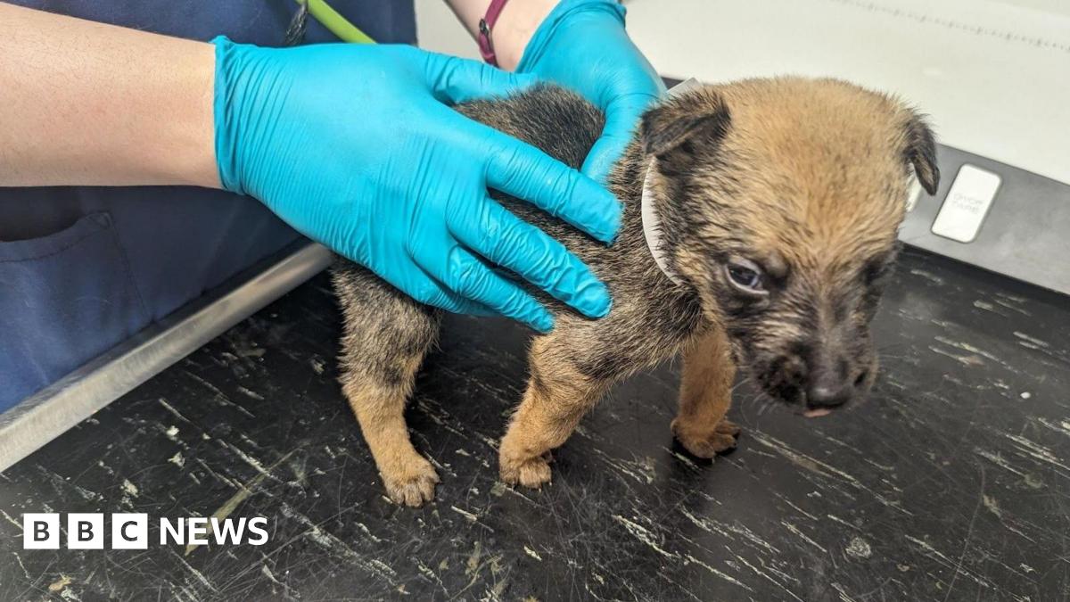 Ban for Doncaster dog owner after puppies found in squalor - BBC News