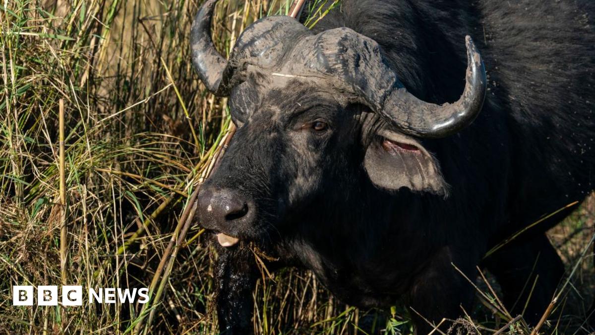 Namibia: More than 80 buffaloes drown after falling off cliff - BBC News