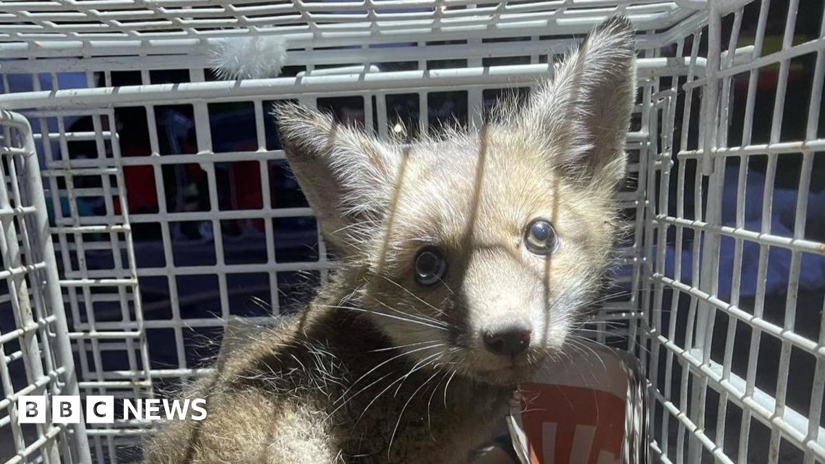 Moment fox cub trapped in storm drain is reunited with his mum - BBC News