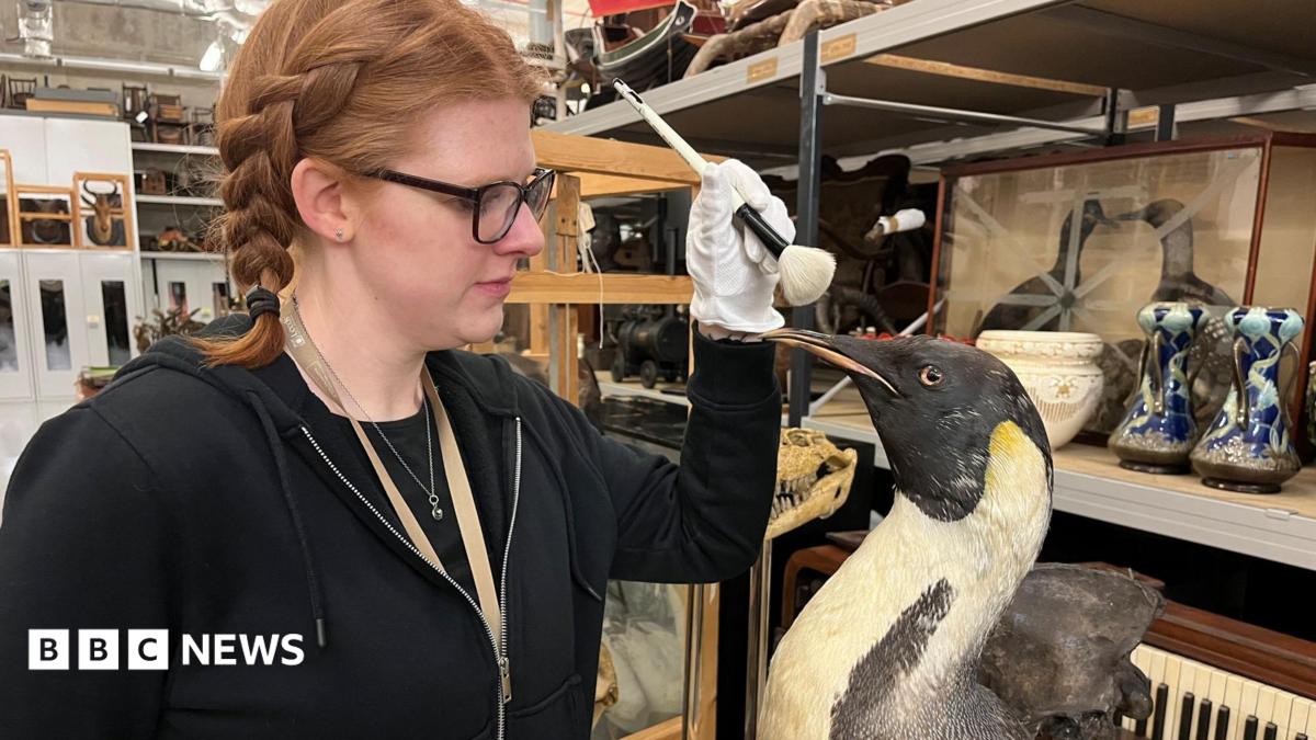 Eagle-eyed experts assess museum bird collection in Leeds - BBC News