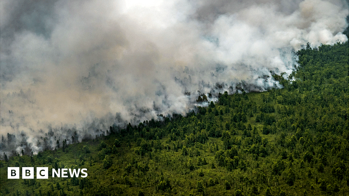 Forest fires: Are they worse than in previous years? - BBC News