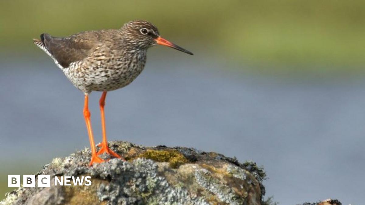 Grassland flooding to create Arne Moors wetland agreed by Dorset ...
