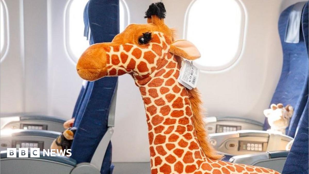 RAF Voyager with toy giraffes raises money for Great Ormond Street ...