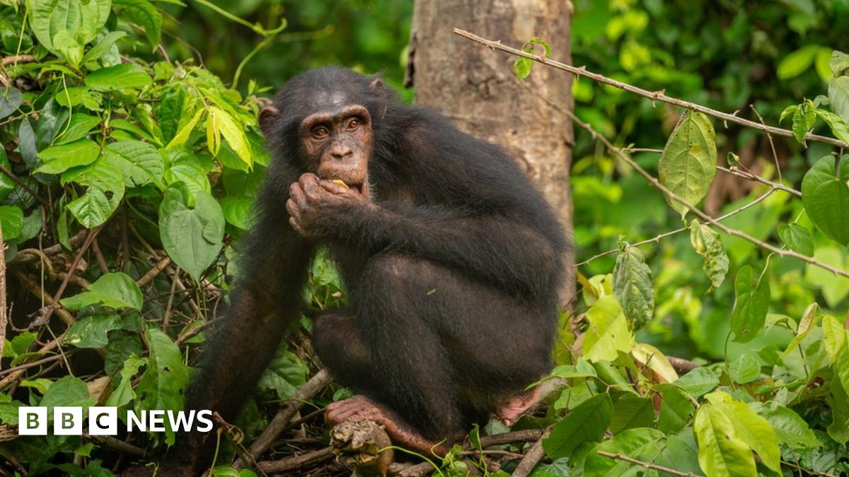 Coronavirus: Fears for future of endangered chimps in Nigeria - BBC News