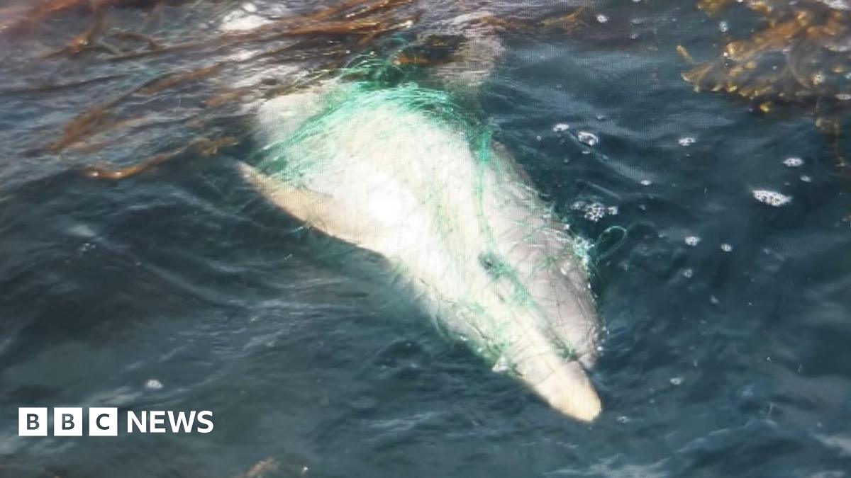 Dolphin calf tangled in fishing net off Scilly saved - BBC News