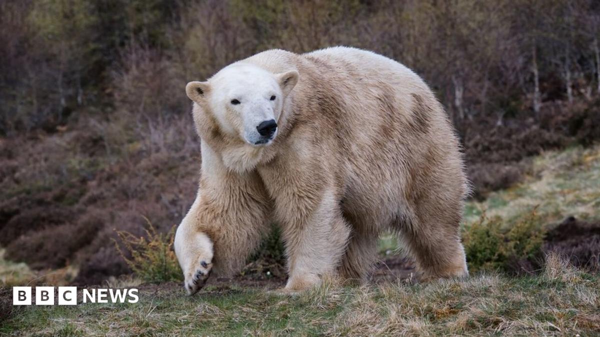 Polar bear Victoria 'off show in case pregnant' - BBC News