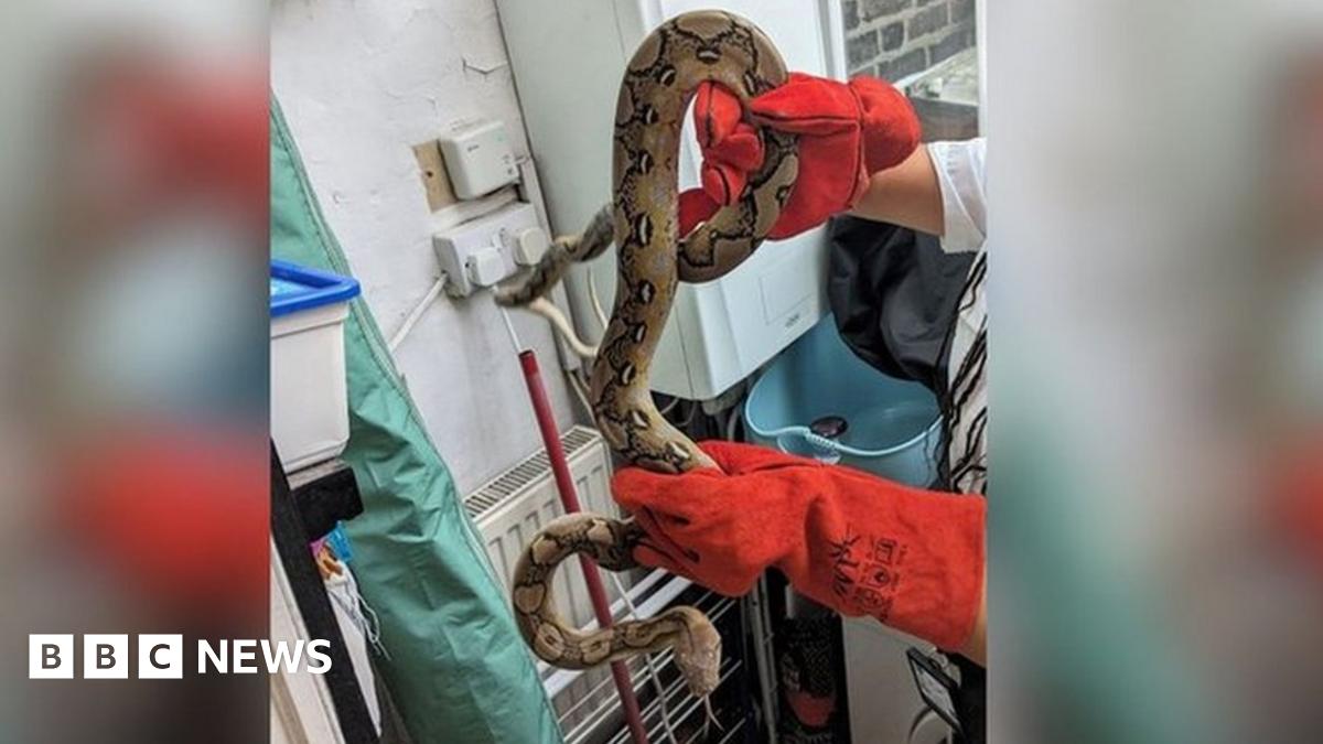 Tooting Bec: Family shocked to find python on kitchen boiler - BBC News