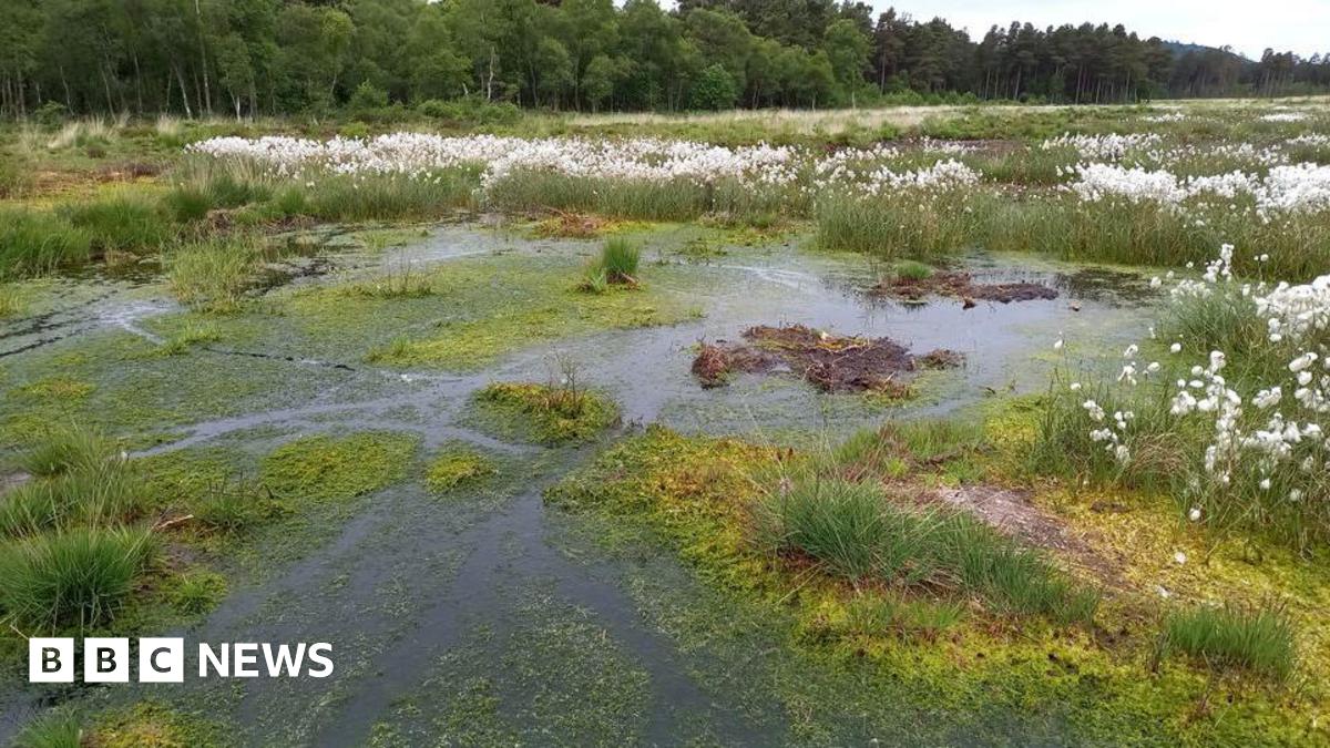 Kirkconnell Flow ancient peat bog makes 'remarkable' recovery - BBC News