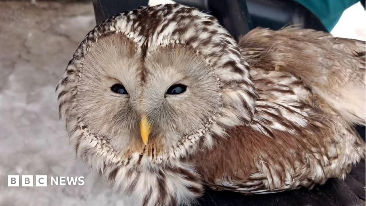 Firefighters rescue injured owl from crows - BBC News