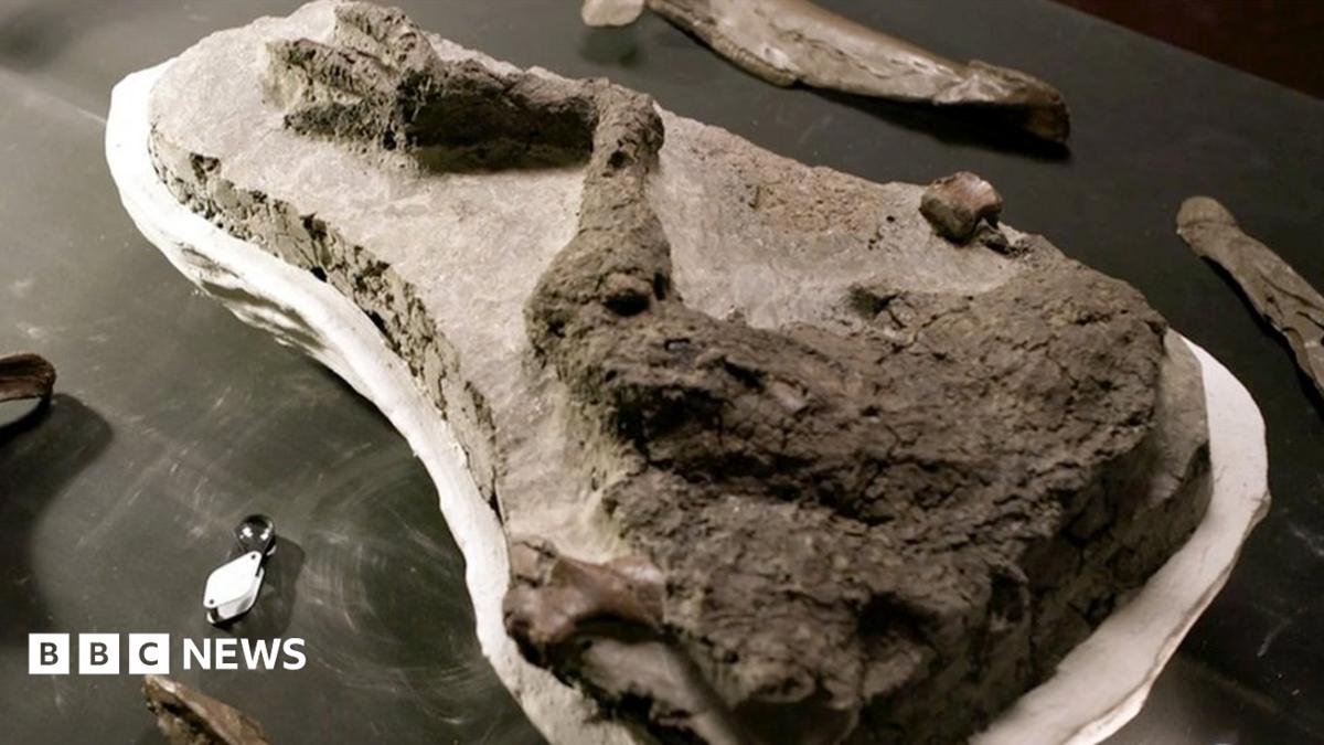 Tanis: Fossil found of dinosaur killed in asteroid strike, scientists ...