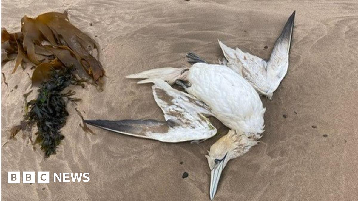 Warning not to touch dead seabirds on Northumberland and Teesside ...