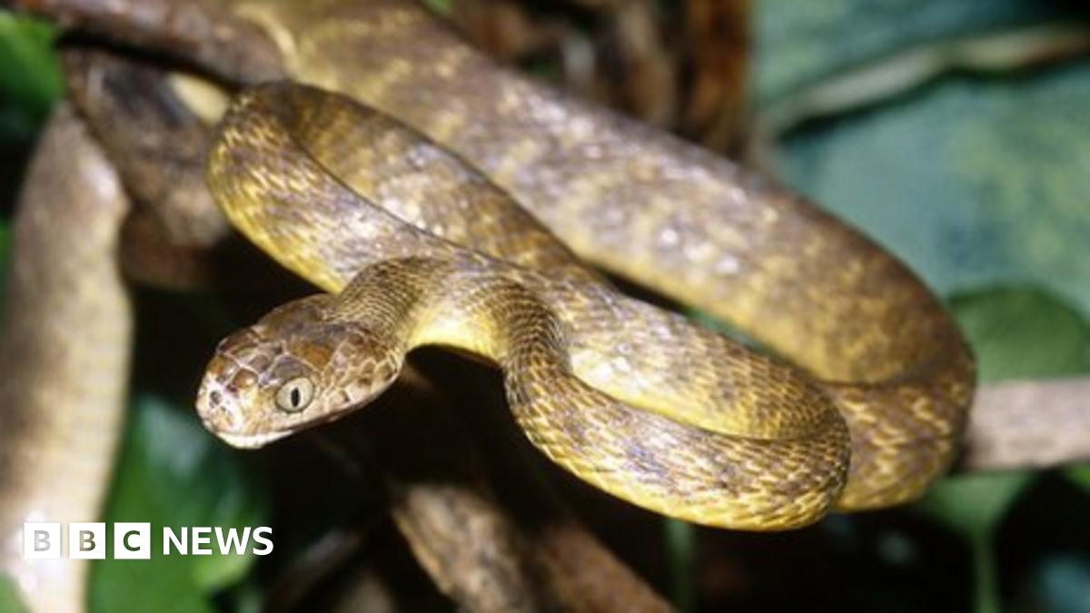 Invasive snakes threaten forests on Pacific island of Guam - BBC News