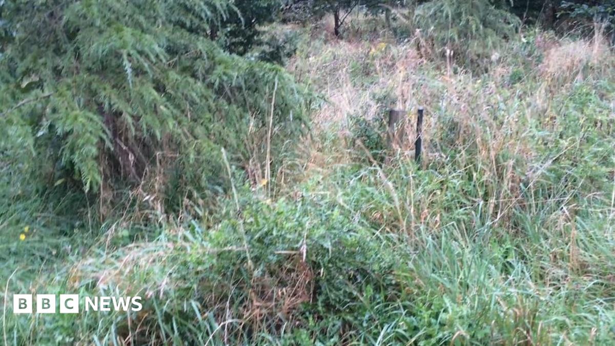 Fears for future of Sutterton green burial site - BBC News
