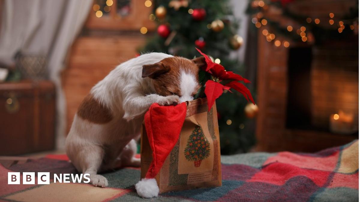 Chocolate poisoning risk to dogs at Christmas - BBC News