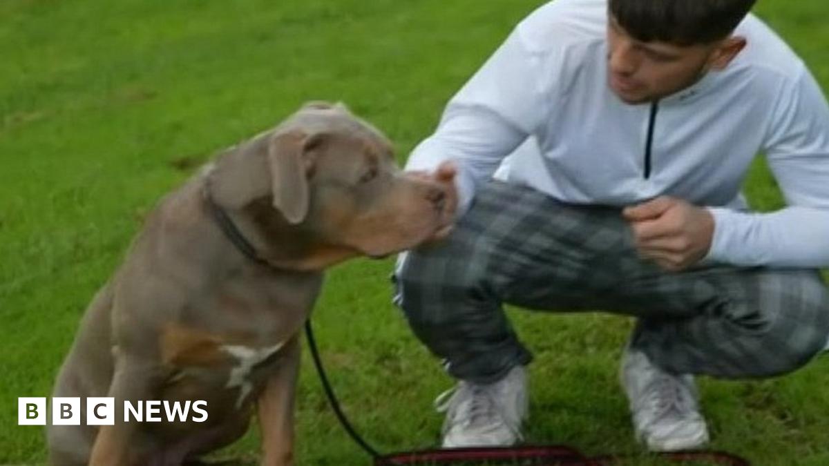 Stafford's American bully XL owners say ban would be easy way out - BBC ...