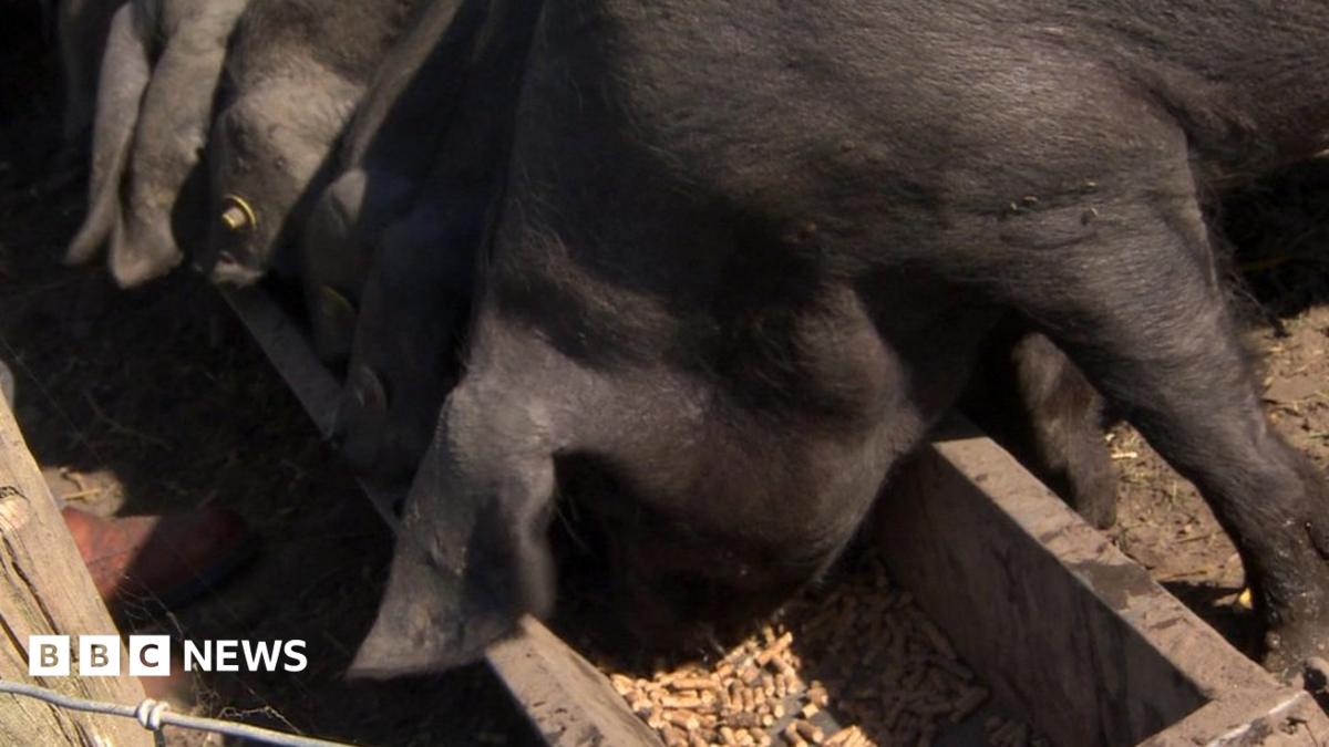 Doubling of feed costs leads pig farmer to sell half of herd - BBC News