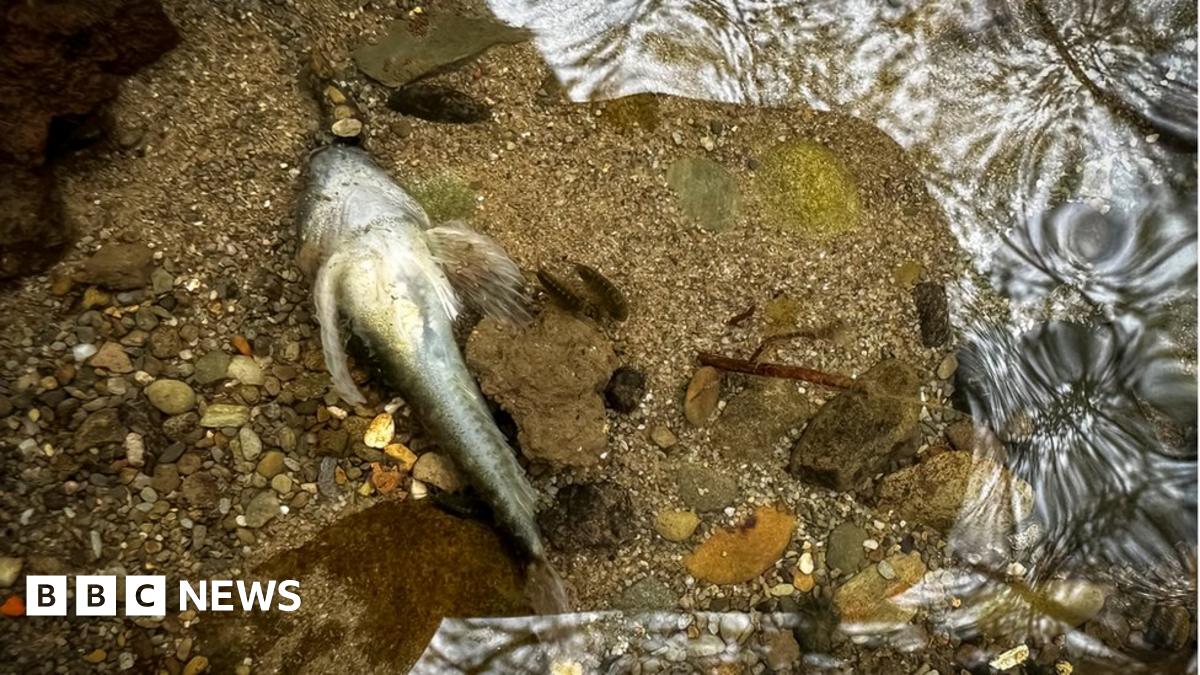 Mold: 50 dead fish found in river after chemical fire warning - BBC News
