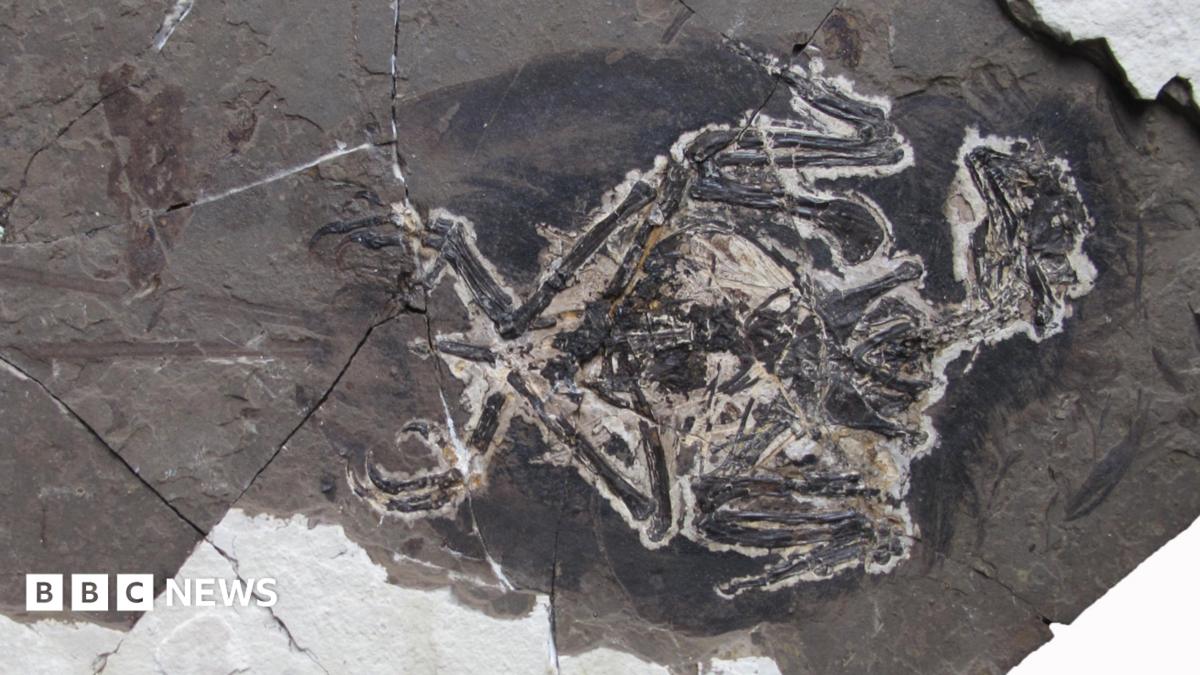 Dino-bird fossil had sparkly feathers 'to attract mate ' - BBC News