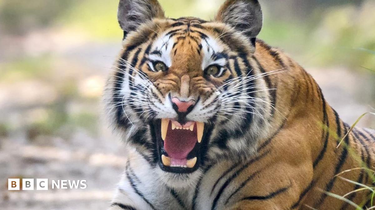 Nepal: Return of the tigers brings both joy and fear - BBC News