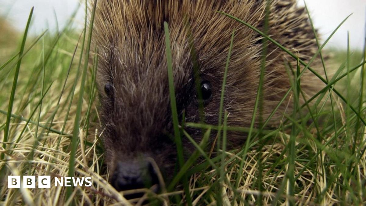 Petition gathers pace to save hedgehogs from extinction - BBC News