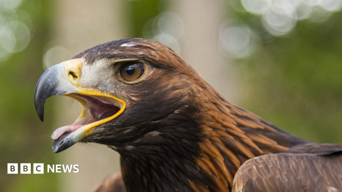 Golden eagles 'thrive in southern skies' - BBC News