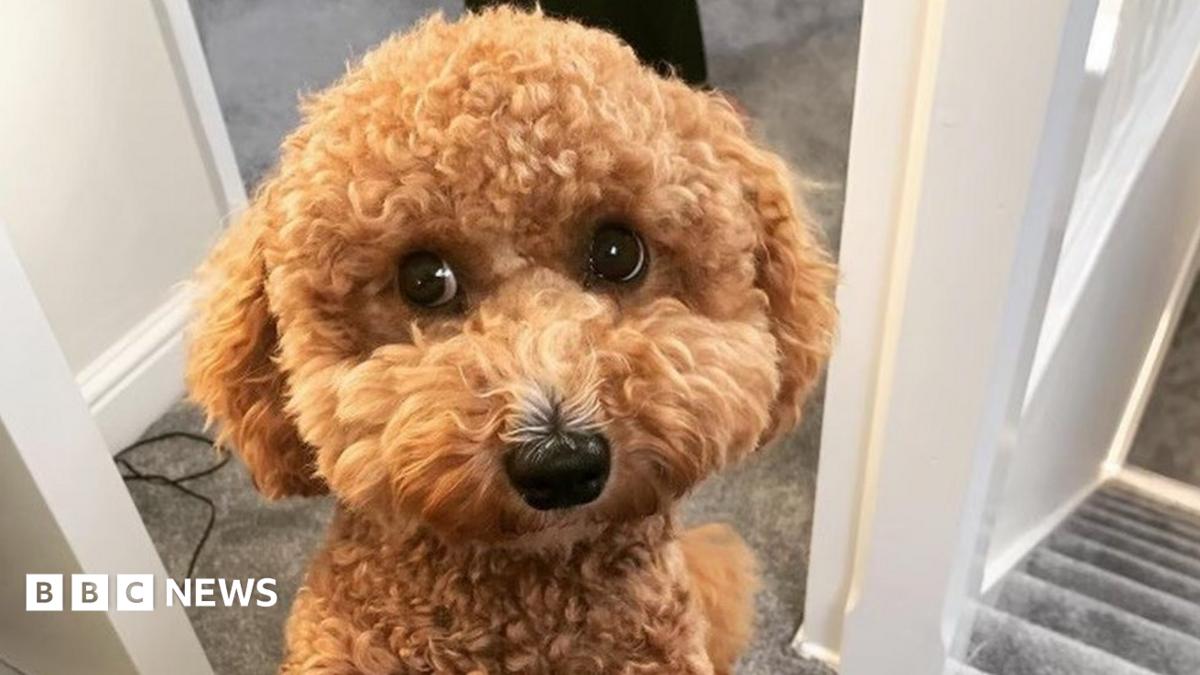 Wrexham: Missing dog takes 100-mile round-trip in taxi - BBC News