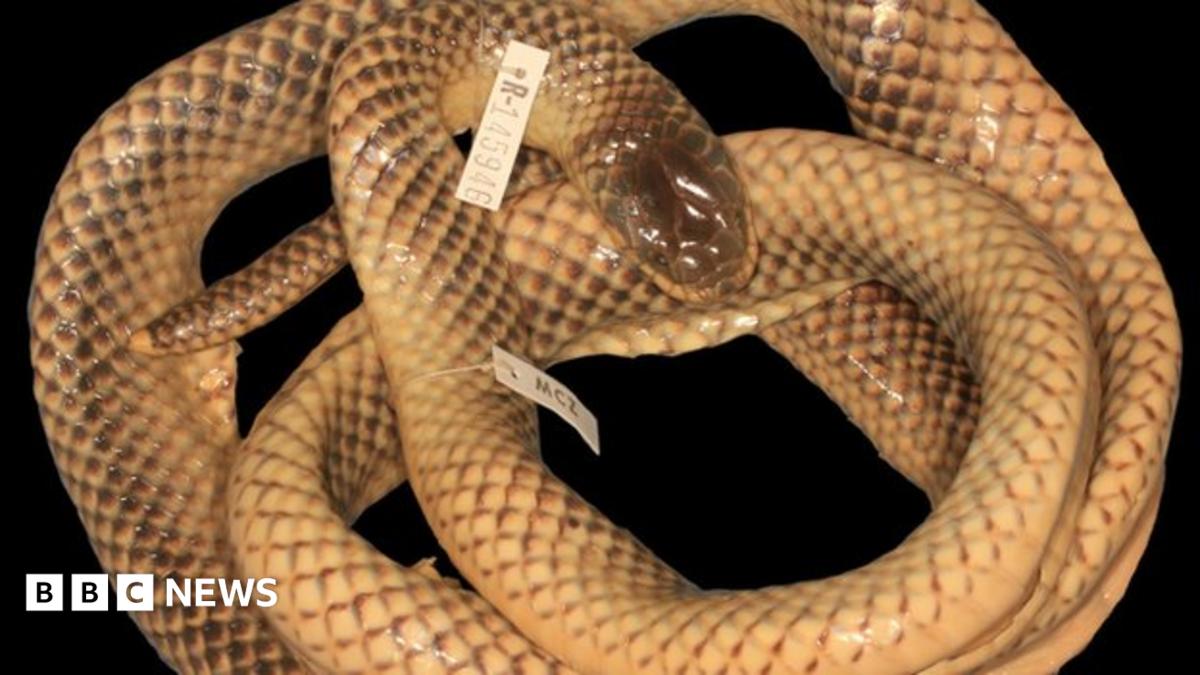 Snake handler discovers highly venomous new species in a jar - BBC News