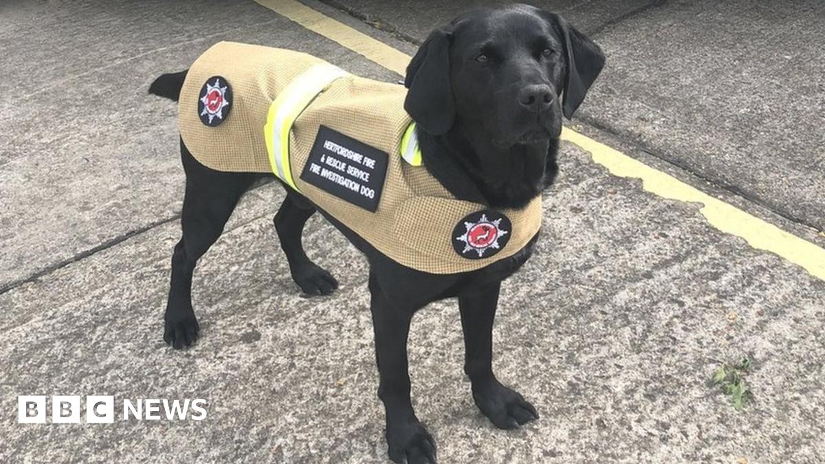 Paws up time for 'longest-serving' Hertfordshire fire dog - BBC News