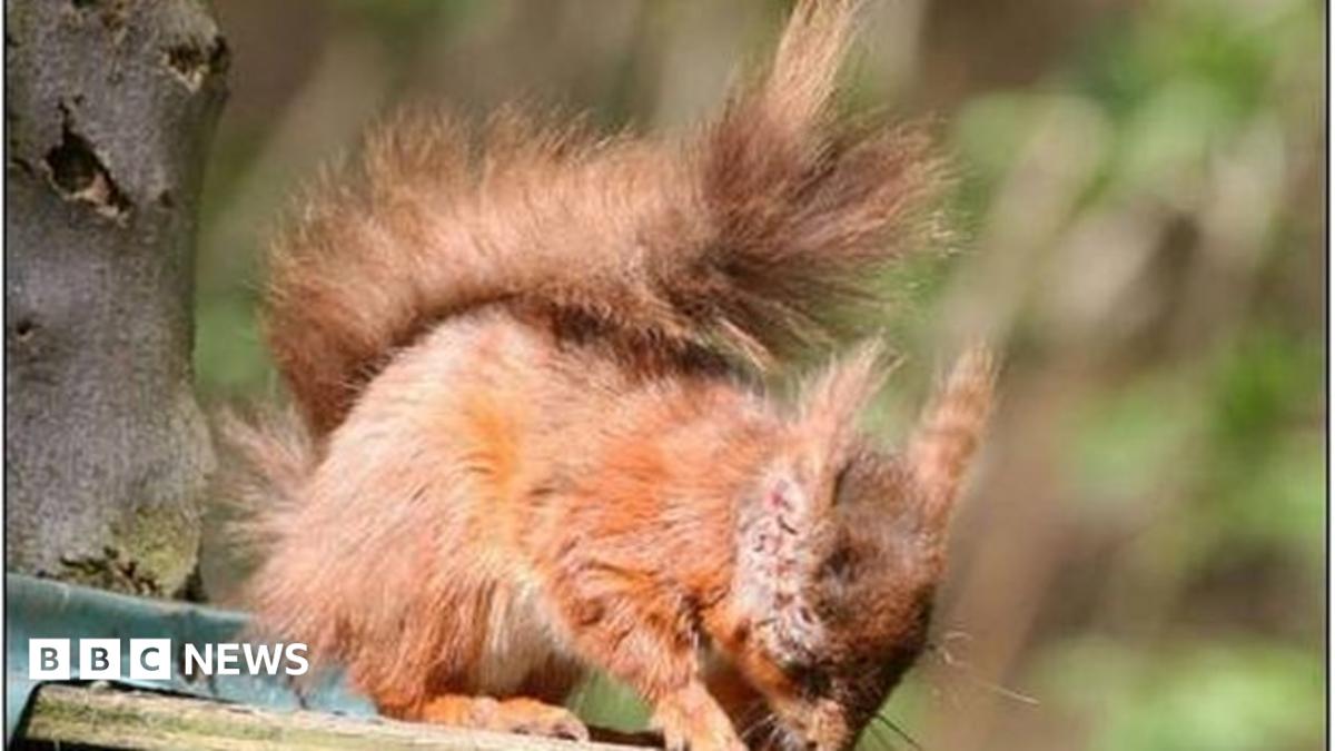 Red squirrel pox warning on Merseyside as disease strikes - BBC News