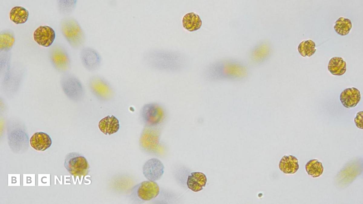 Swansea Uni study finds UV-blocking algae a sunscreen - BBC News