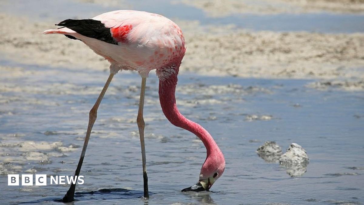 Bird flu kills hundreds of flamingos in Argentina - BBC News
