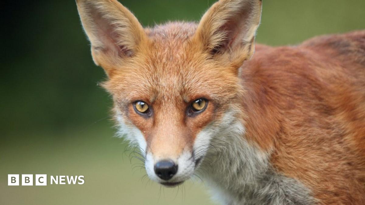 Plan to ban use of snare traps in Scotland - BBC News