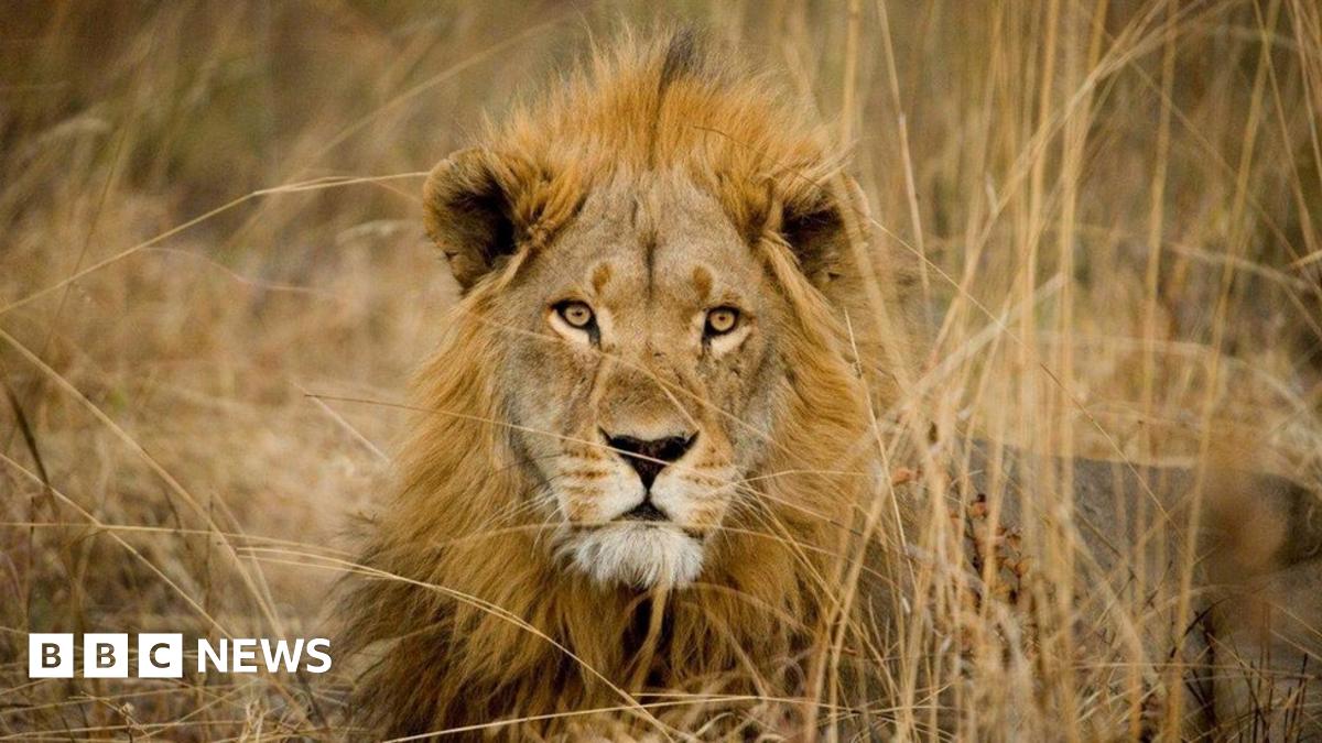 Animals' popularity 'a disadvantage' - BBC News