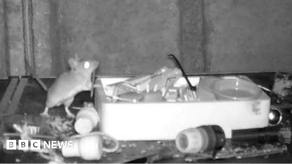 Why Wales' tidy mouse loves 'mousekeeping' - BBC News